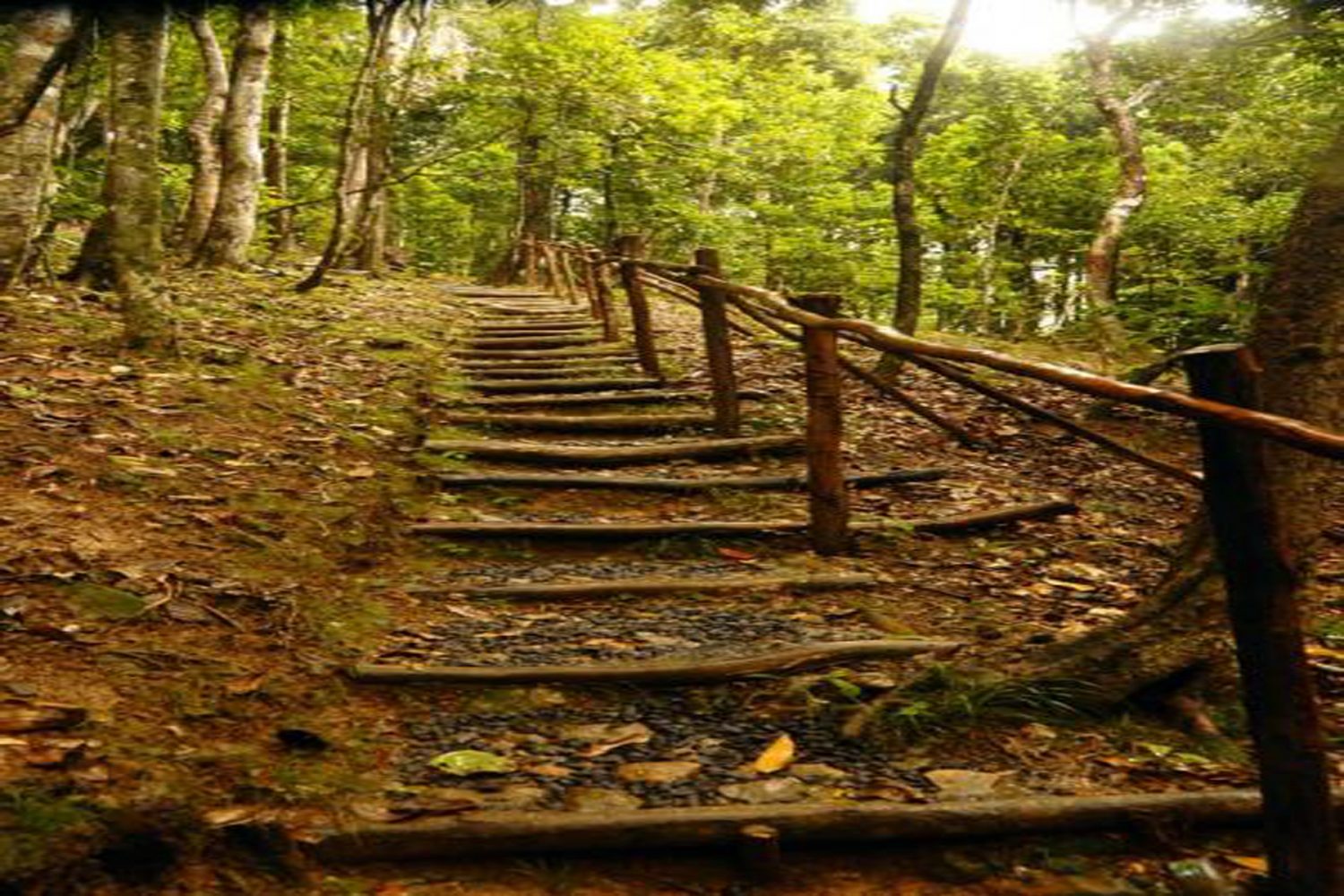 Vallée de Ferney Forest – Sure Travel Mauritius